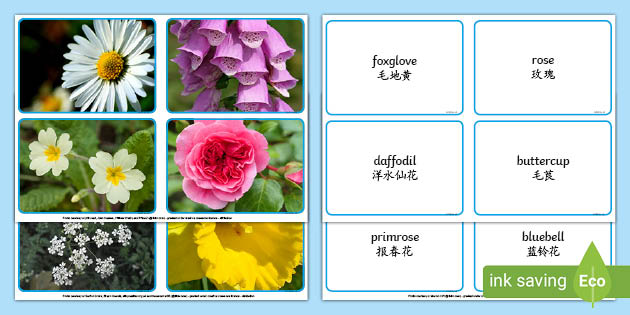 Flowers Photo Matching Cards - English/Mandarin Chinese