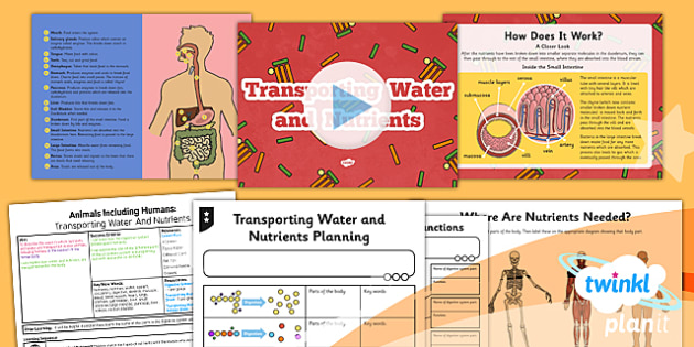 Science: Animals Including Humans: Transporting Water and Nutrients Year 6