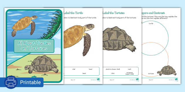 All About Turtles and Tortoises Activity Book
