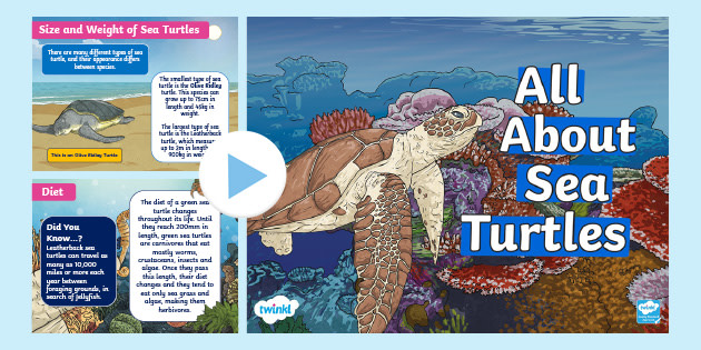 Sea Turtle Facts for Kids - Twinkl Homework Help - Twinkl