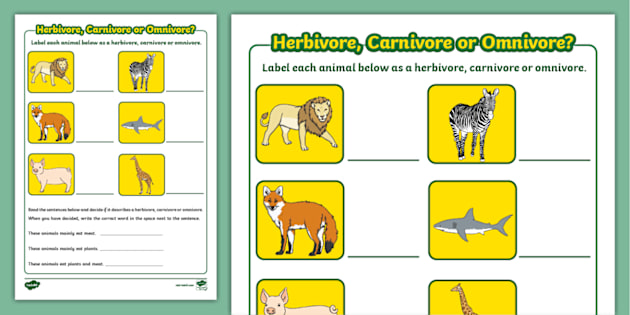 carnivore activity