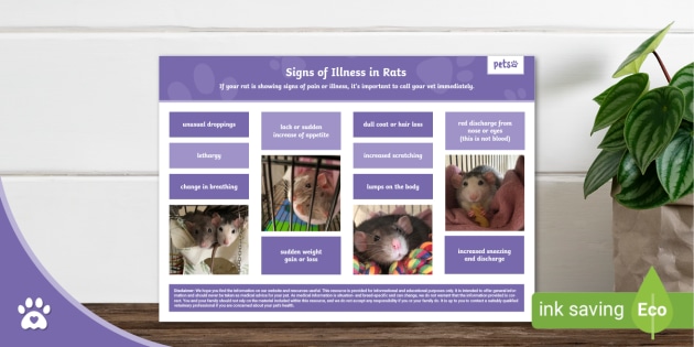 Signs of Illness in Rats - Display Poster - Twinkl Pets