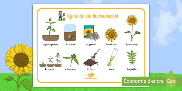 Ensemble de mots : Le cycle de vie du tournesol