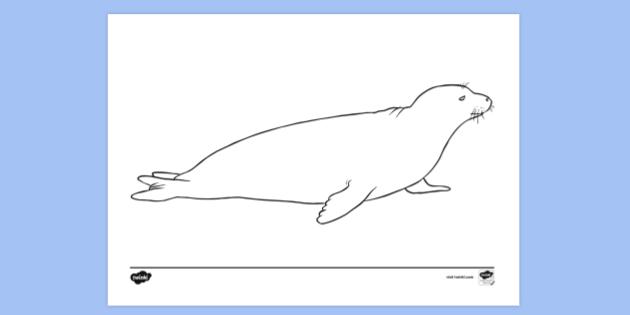 FREE! - Caribbean Monk Seal Colouring | Colouring Sheet