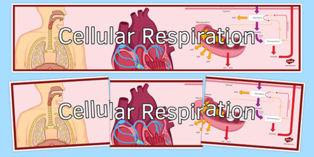 Cellular Respiration Display Banner (teacher made)