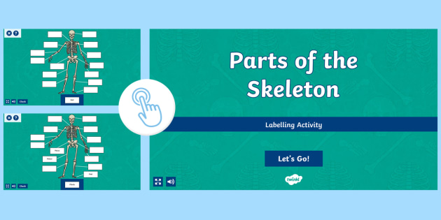 Interactive Skeletal System Labelling Activity | Twinkl KS2