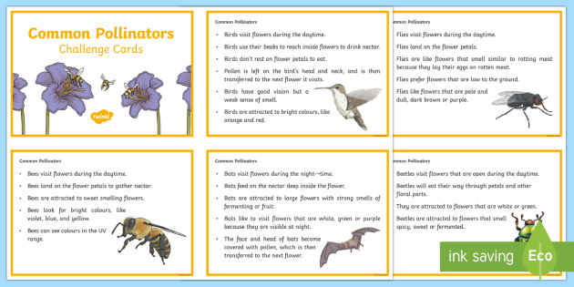 Common Pollinators Fact Cards (teacher made)