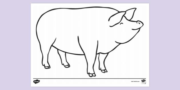 Colouring Page of a Pig | Colouring Sheets (teacher made)