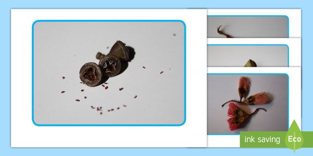 Gumnuts Life Cycle Photo Pack (teacher made)