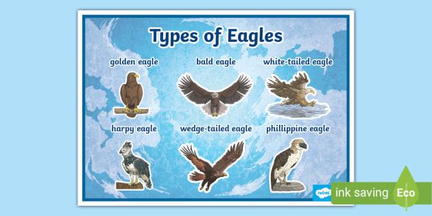 how many eagle types are there