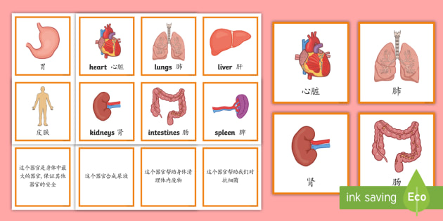 Organ Function Matching Cards English/Mandarin Chinese