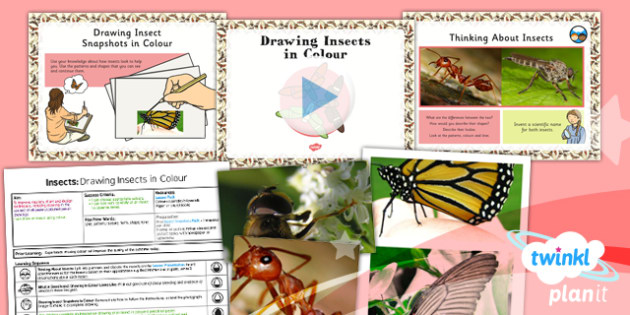Art: Insects: Drawing Insects in Colour LKS2 Lesson Pack 2