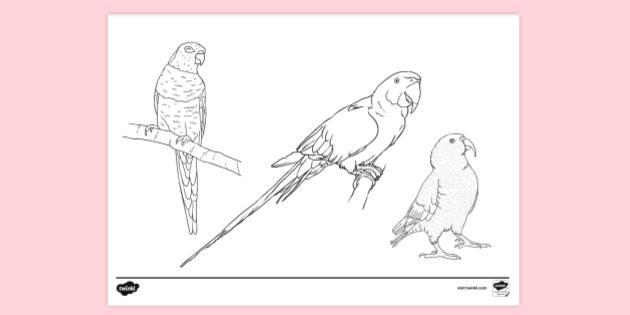 FREE! - Printable Parrot Colouring Page (teacher made)