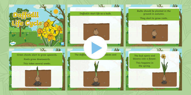 Life Cycle Of Plants From Bulbs Life Cycle Of Plants KS2 | Facts And