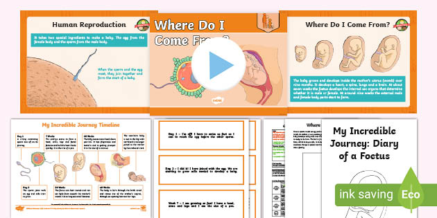 PSHE and Citizenship LKS2 Growing Up Lesson 6: Where Do I Come From? Lesson
