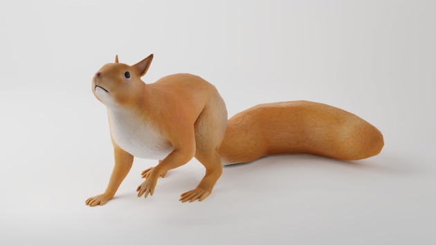 3D Model: Red Squirrel (Teacher-Made)