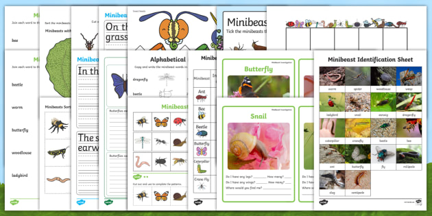 KS1 Minibeast Activity Pack - Science Resources