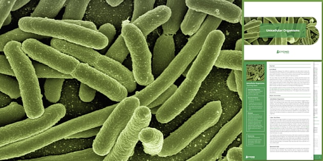 Unicellular Bacteria Examples