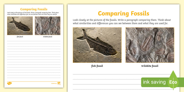 Fossils Worksheet Middle School