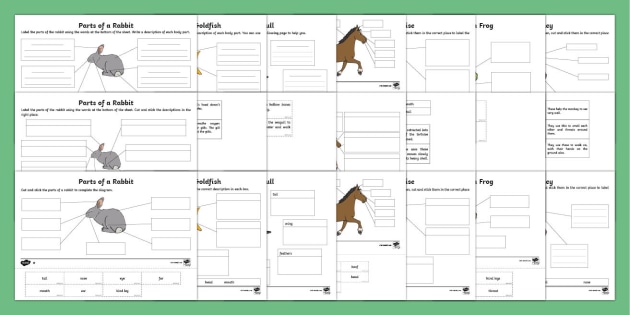Parts of an Animal Activity Pack (teacher made)