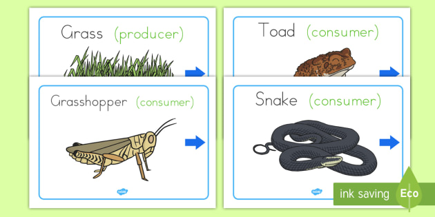 Food Chain Display Posters - australia, food chain, display, posters