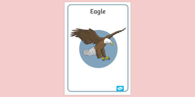 FREE! - Eagle Poster | Primary Resources | Twinkl Made