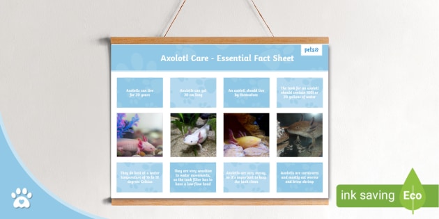 Axolotl Care - Essential Fact Sheet - Axolotls - Twinkl Pets