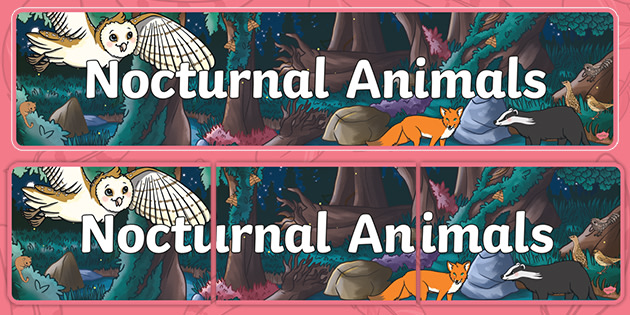 Nocturnal Animals Display Banner (teacher made)