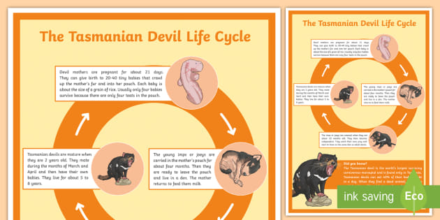 Tasmanian Devil Life Cycle Display Poster (teacher made)
