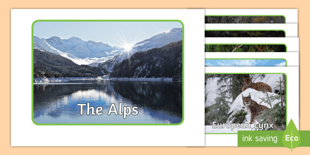 Alpine Animals and Plants Display Photos
