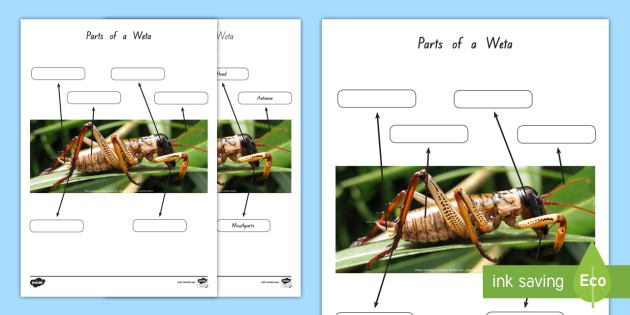 Parts of a Weta Worksheet (teacher made)