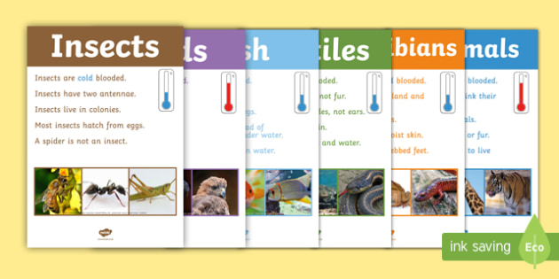 Animal Groups Display Poster Photos (teacher made)