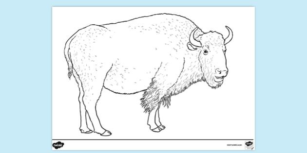 FREE! - European Bison Colouring Sheet - Twinkl Resources