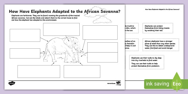 Elephants in the African Savanna (teacher made)