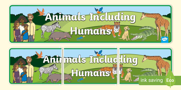 Animals Including Humans Display Banner (teacher made)