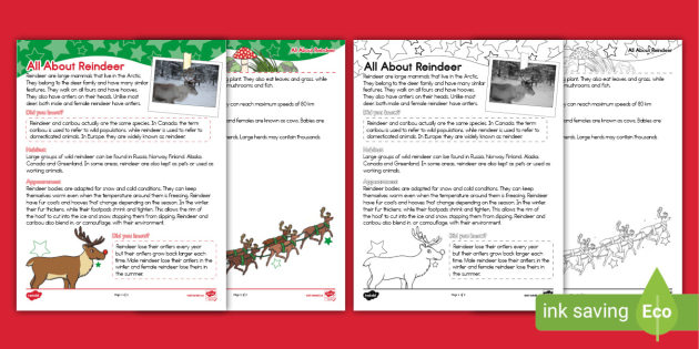 Christmas in Canada All About Reindeer Fact File