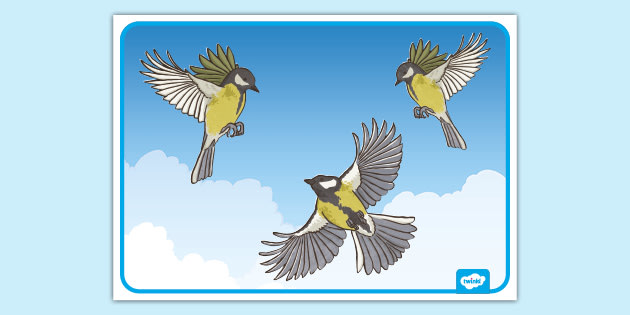 Poster of Flying Birds (teacher made)