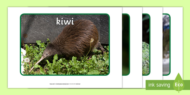 New Zealand Native Birds Display Photos - birds, topic, living world