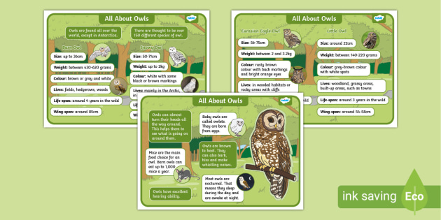All About Owls Fact Files (teacher made)