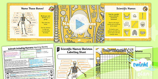 Science: Animals Including Humans: Naming Bones Year 3 Lesson Pack 4