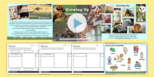 Animals Including Humans Grow PowerPoint Teaching Pack - animal