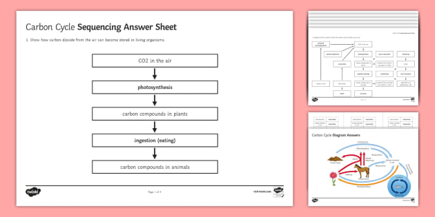 The Carbon Cycle Differentiated Sequencing Cards - Sequencing Cards, gcse