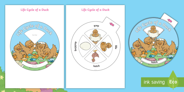 Brenda's Boring Egg Life Cycle of a Duck Spin Wheel Activity