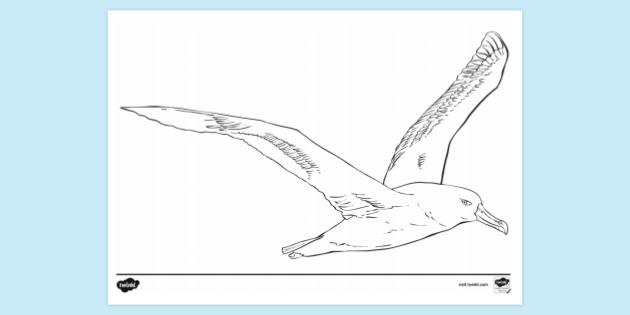 FREE! - Albatross Colouring Sheet | Twinkl Resources