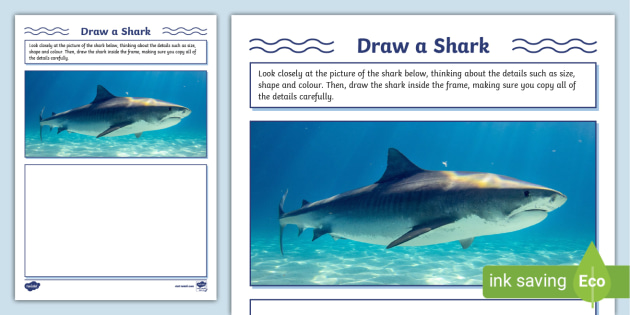 Draw a Shark Art Activity (teacher made)