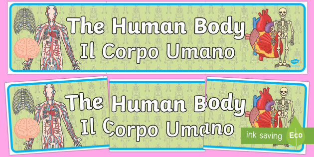 The Human Body Display Banner - The Human Body Display Banner
