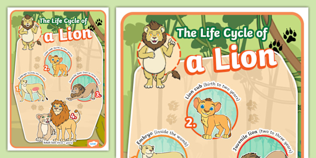 Lion Life Cycle Display Poster Word Mat Teacher Made
