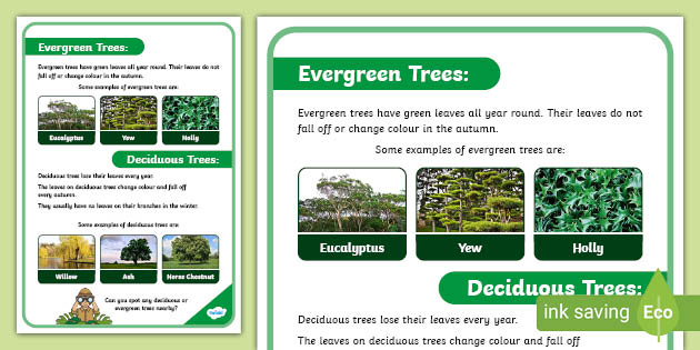 Evergreen and Deciduous Trees Information Poster - Twinkl