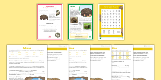 Echidna Resource Pack (teacher made)