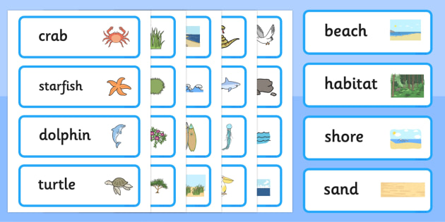 Beach Habitat Word Cards (teacher made)